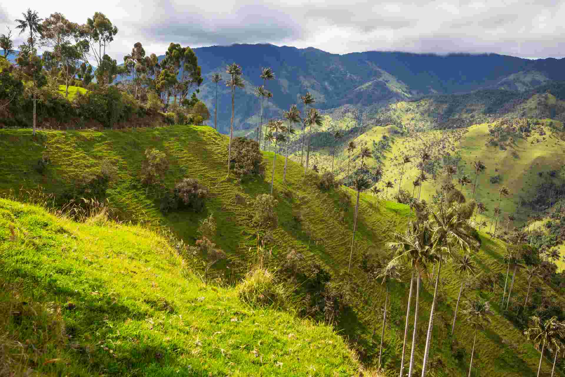 Salento Colombia: The Coffee Town You'll Never Want to Leave - Fanstays